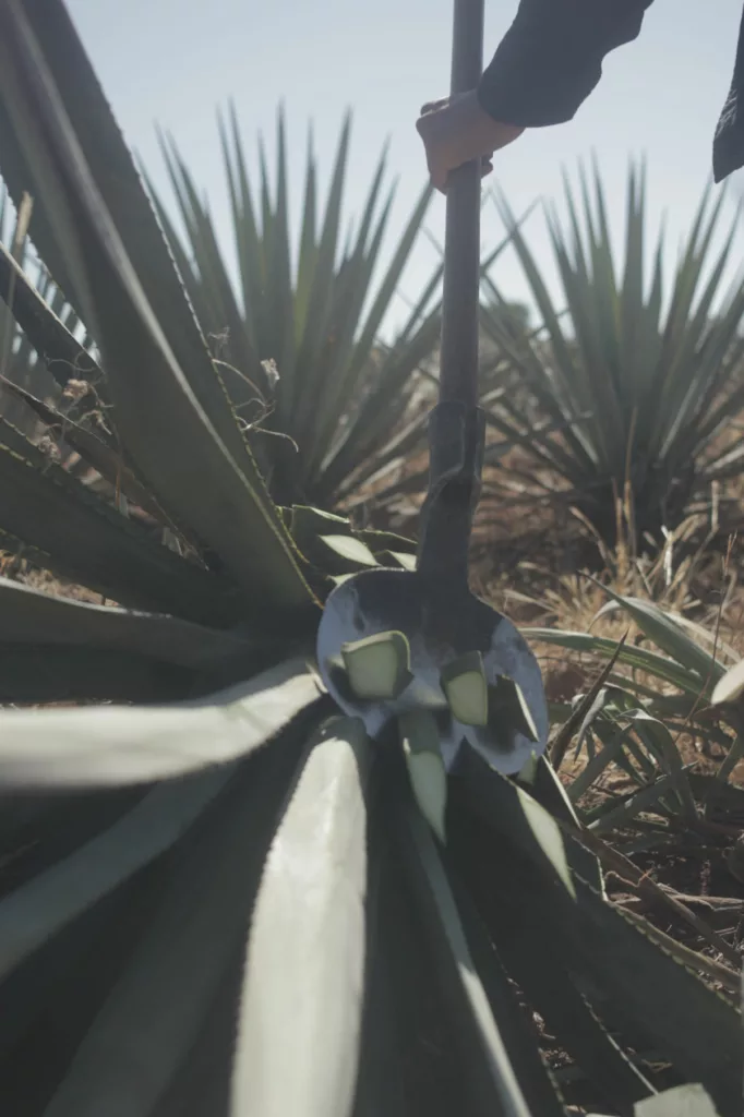 Agave's Role in Tequila & Mezcal Excellence | Celosa Tequila