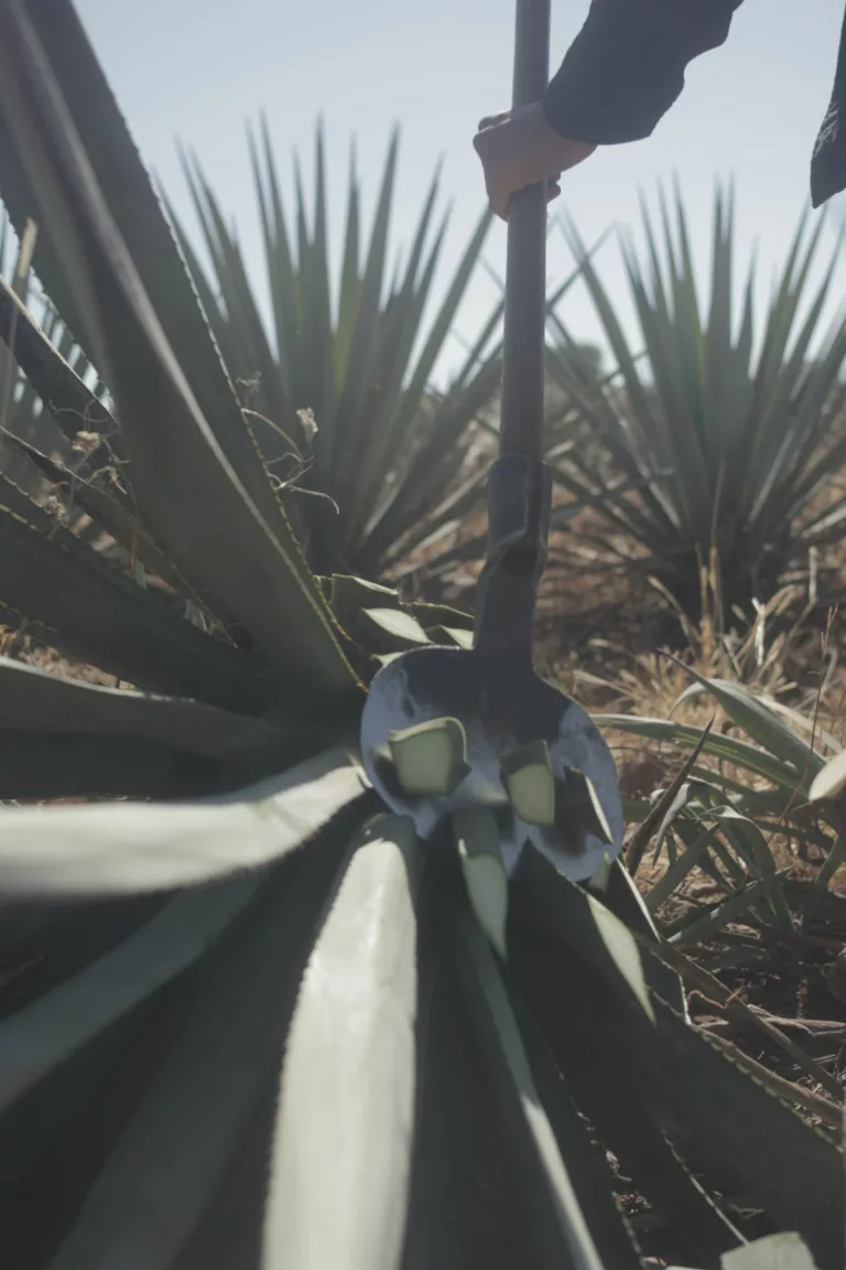 Tequila's Rich Tapestry: From Ancient Aztecs to Modern Mixology