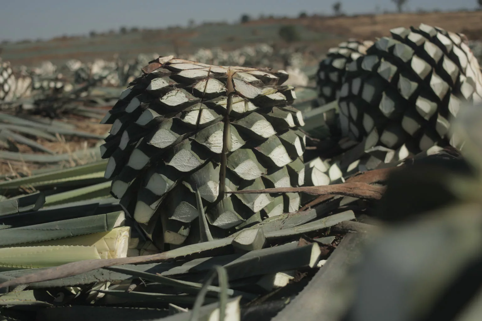 All About Agave Tequila - Made from Agave in Mexico